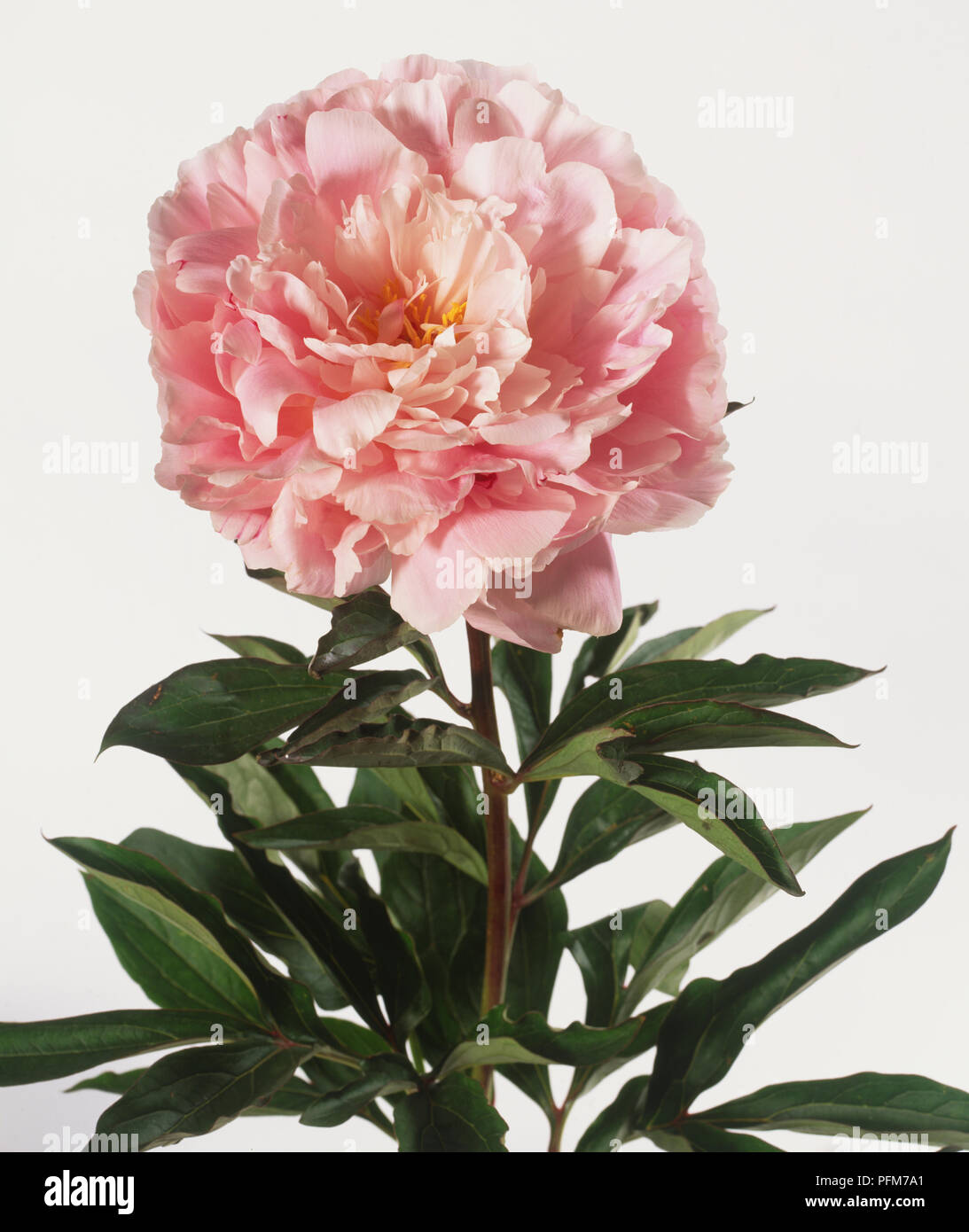 Paeonia moutan moutan peony hi-res stock photography and images - Alamy