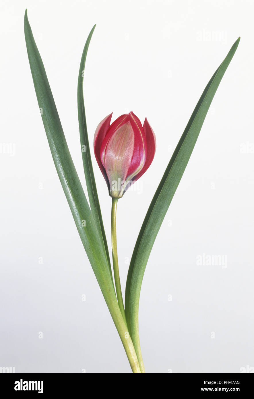 Tulipa sp., pink Tulip flower, side view Stock Photo - Alamy