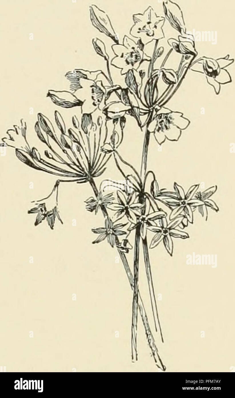 Popi flowers hi-res stock photography and images - Alamy