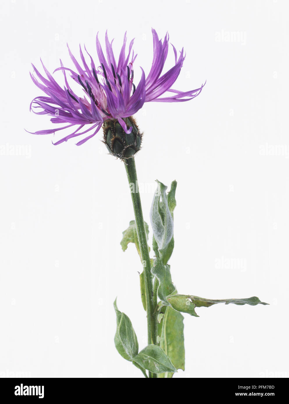 Centaurea montana, a purple Mountain Cornflower Stock Photo - Alamy