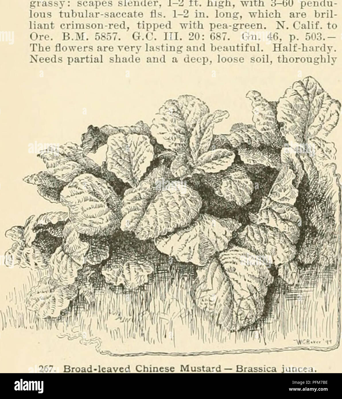 Capitate stigma hi-res stock photography and images - Alamy