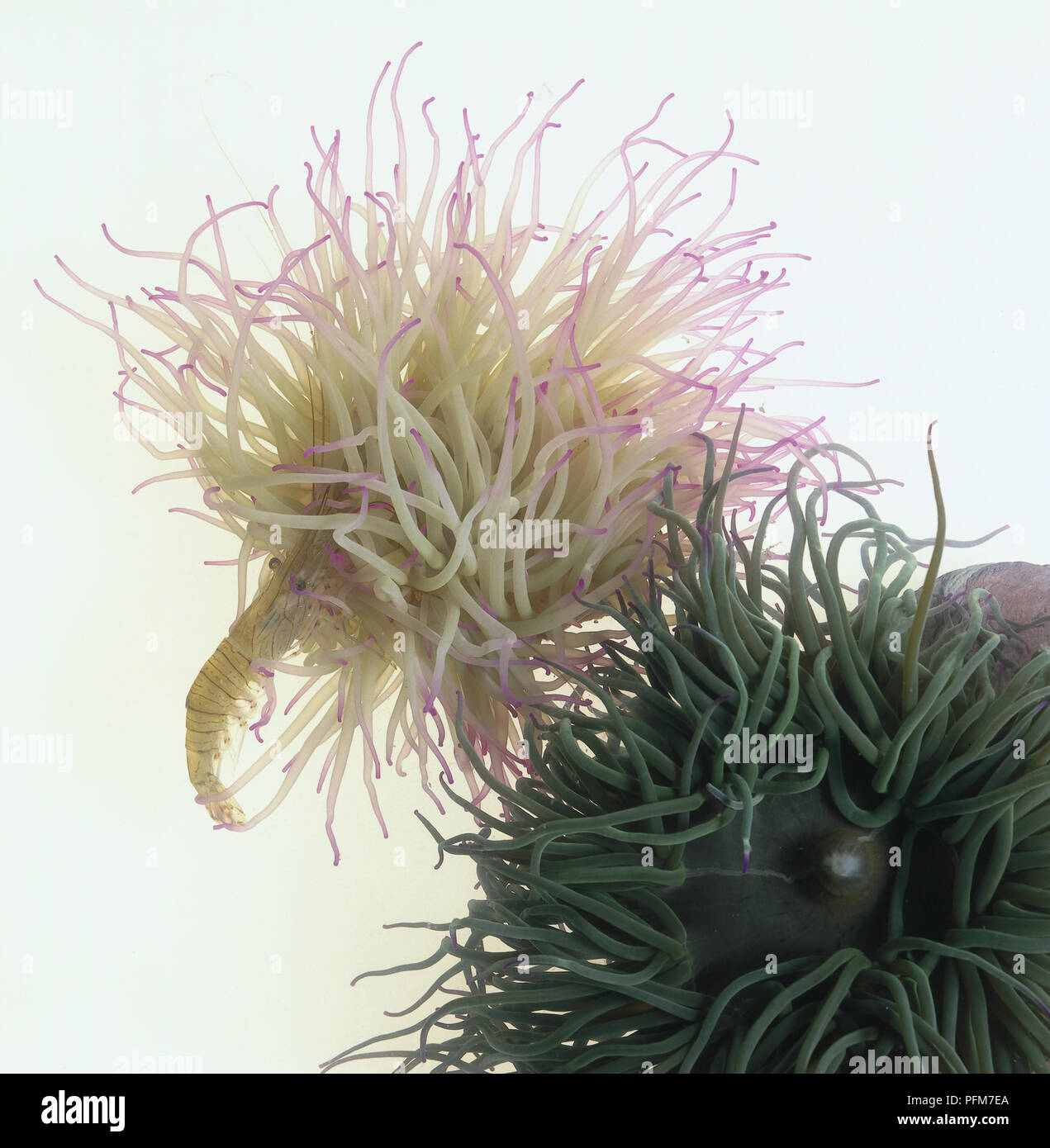 Dendrobranchiata hi-res stock photography and images - Alamy