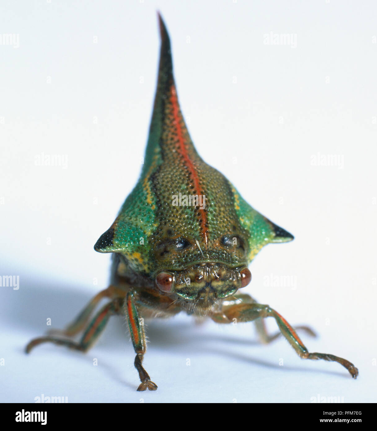 Thorn bug umbonia hi-res stock photography and images - Alamy