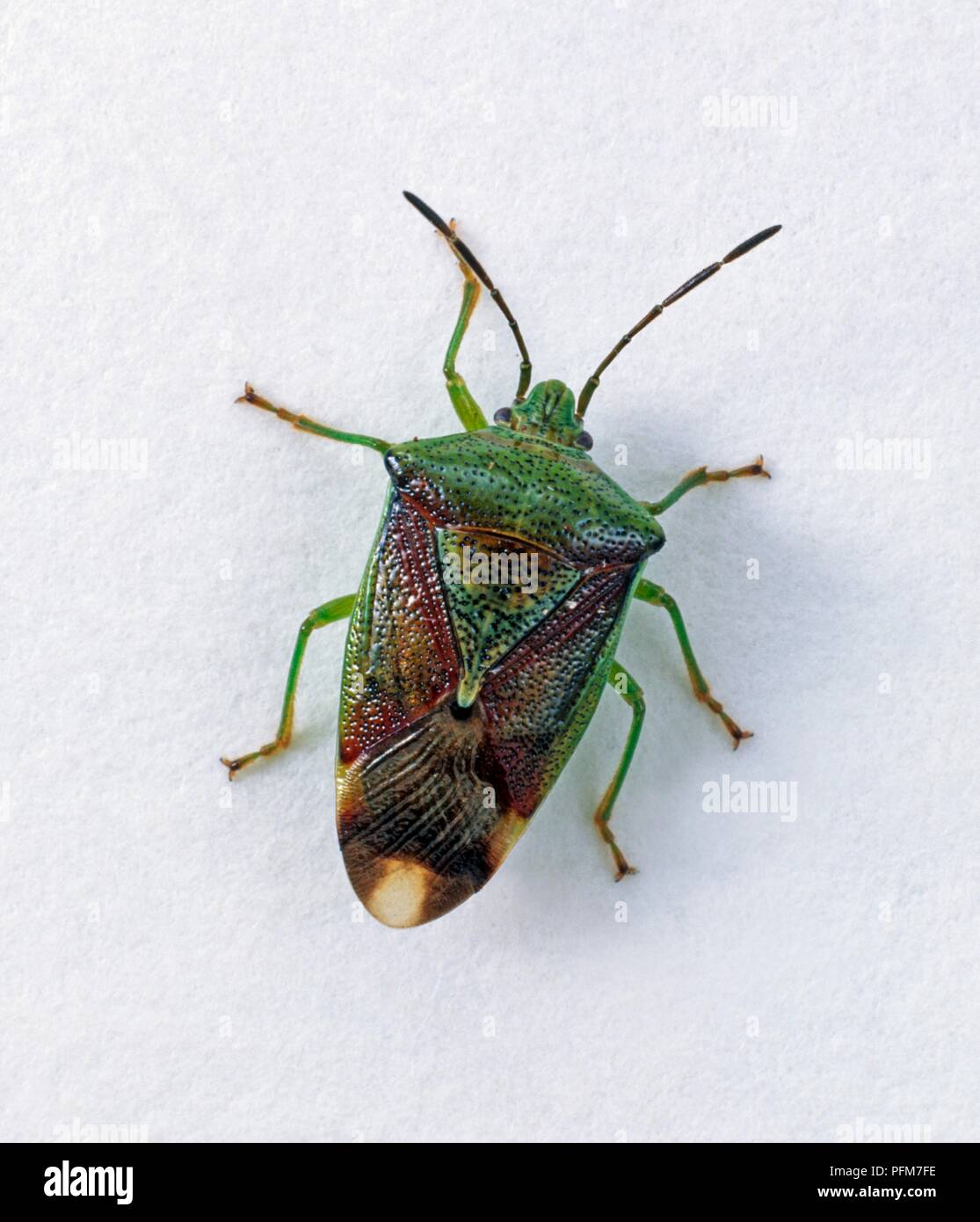 Green shield bug (Palomena prasina), view from above Stock Photo - Alamy