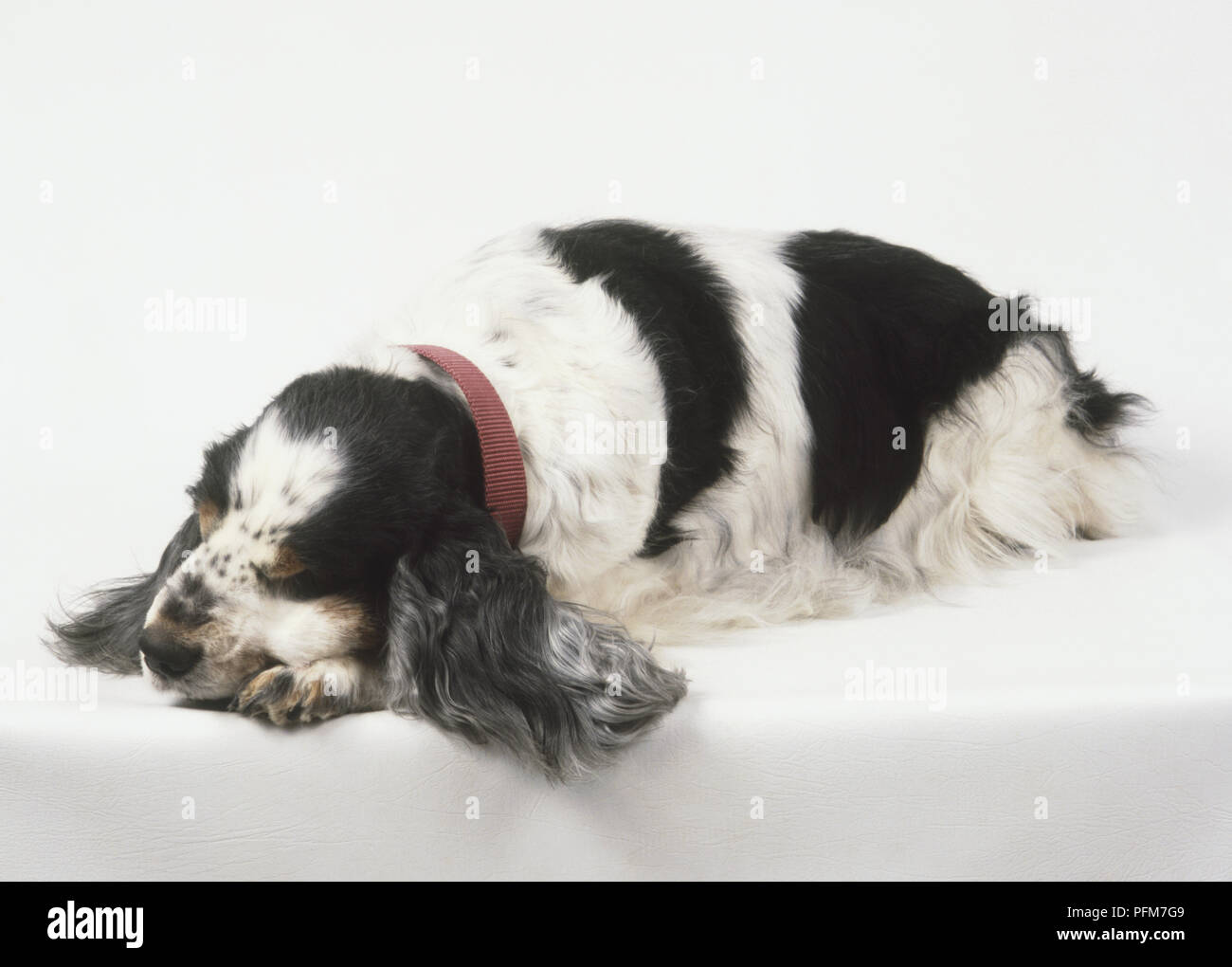 English Cocker Spaniel (Canis familiaris) lying on its front with eyes ...