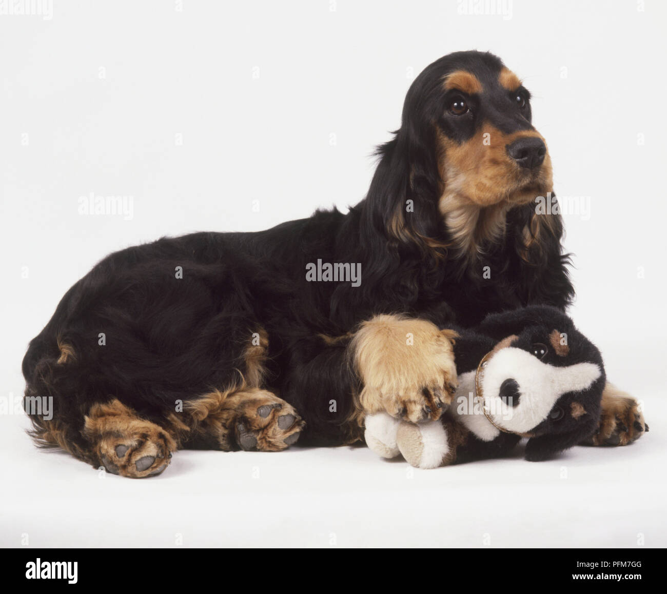 English Cocker Spaniel (Canis familiaris) lying on its side, playing ...