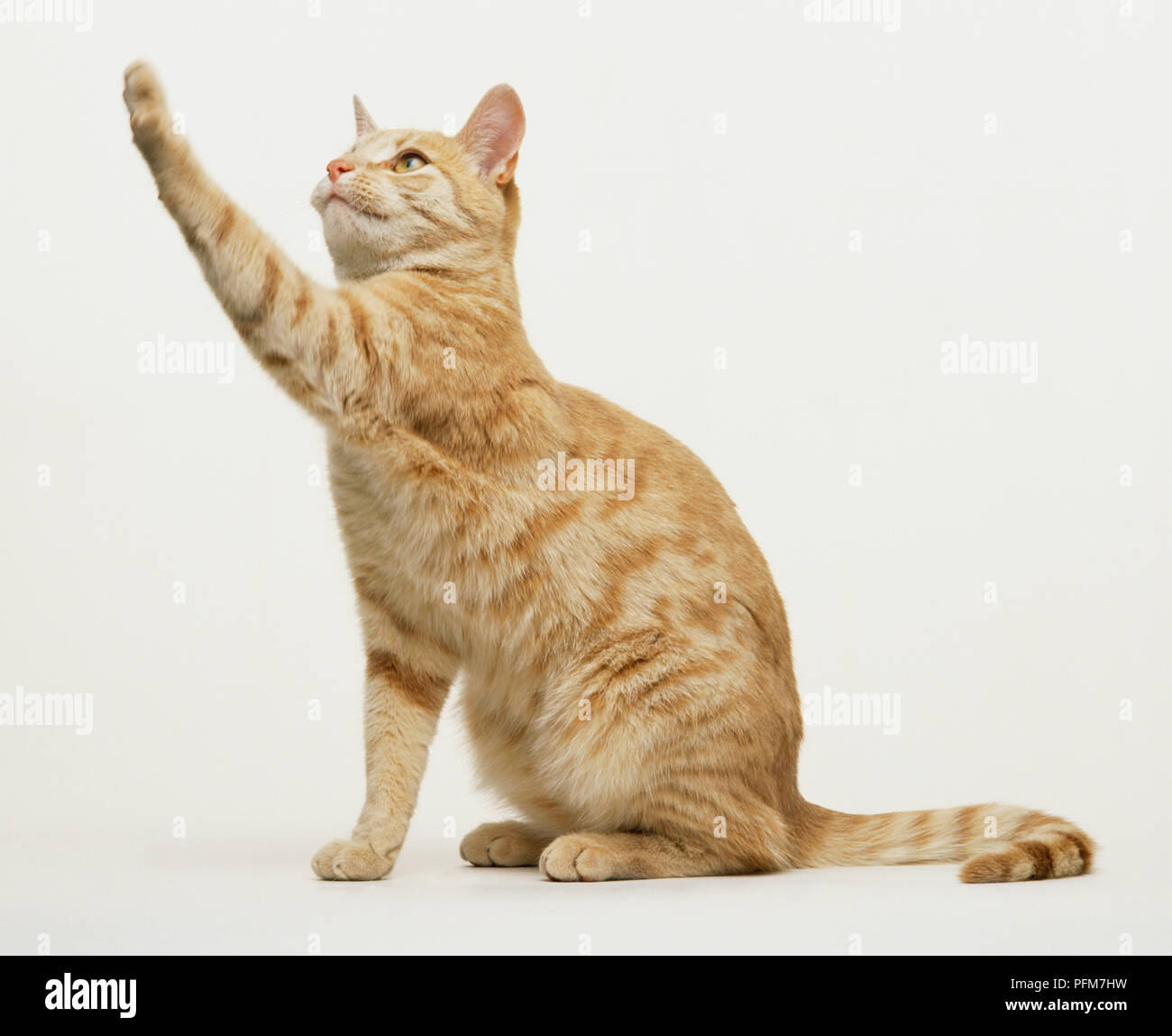 Cat reaching up hi-res stock photography and images - Alamy