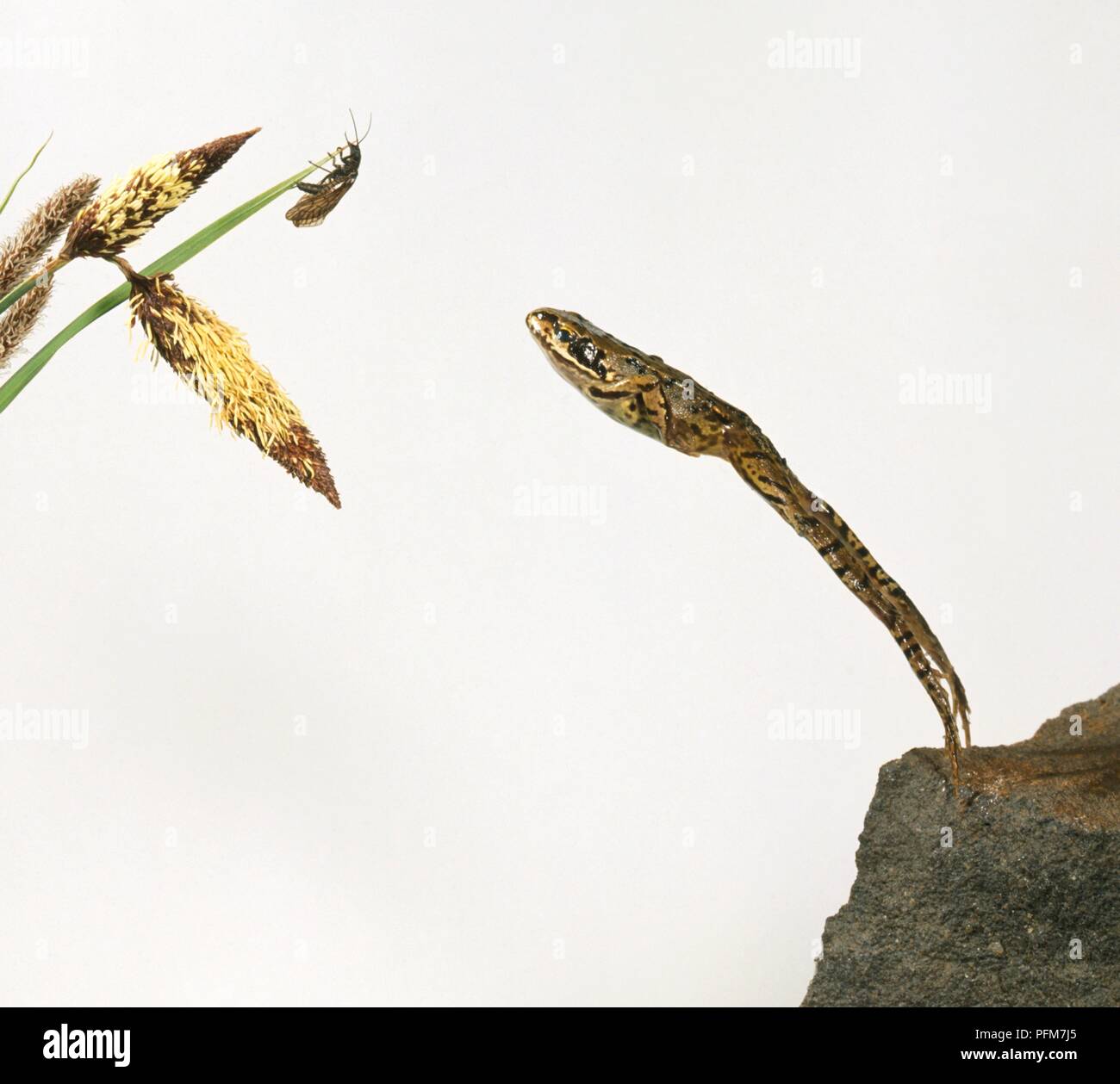 Frog jumping from rock to catch fly Stock Photo - Alamy