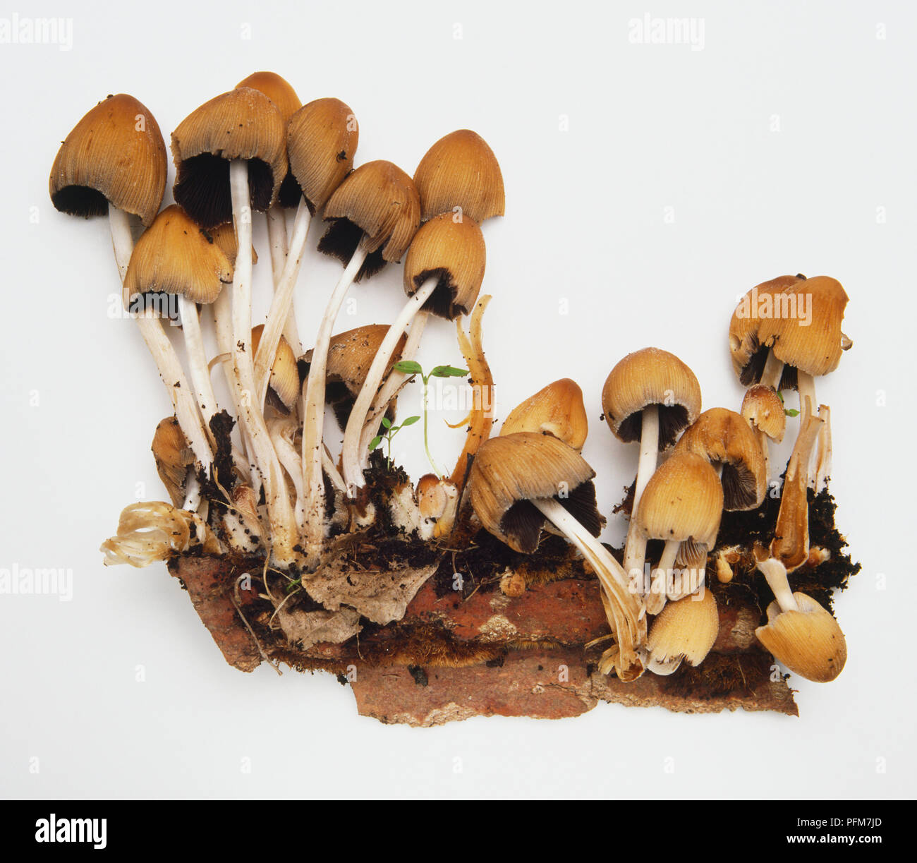 A set of toadstools Stock Photo - Alamy