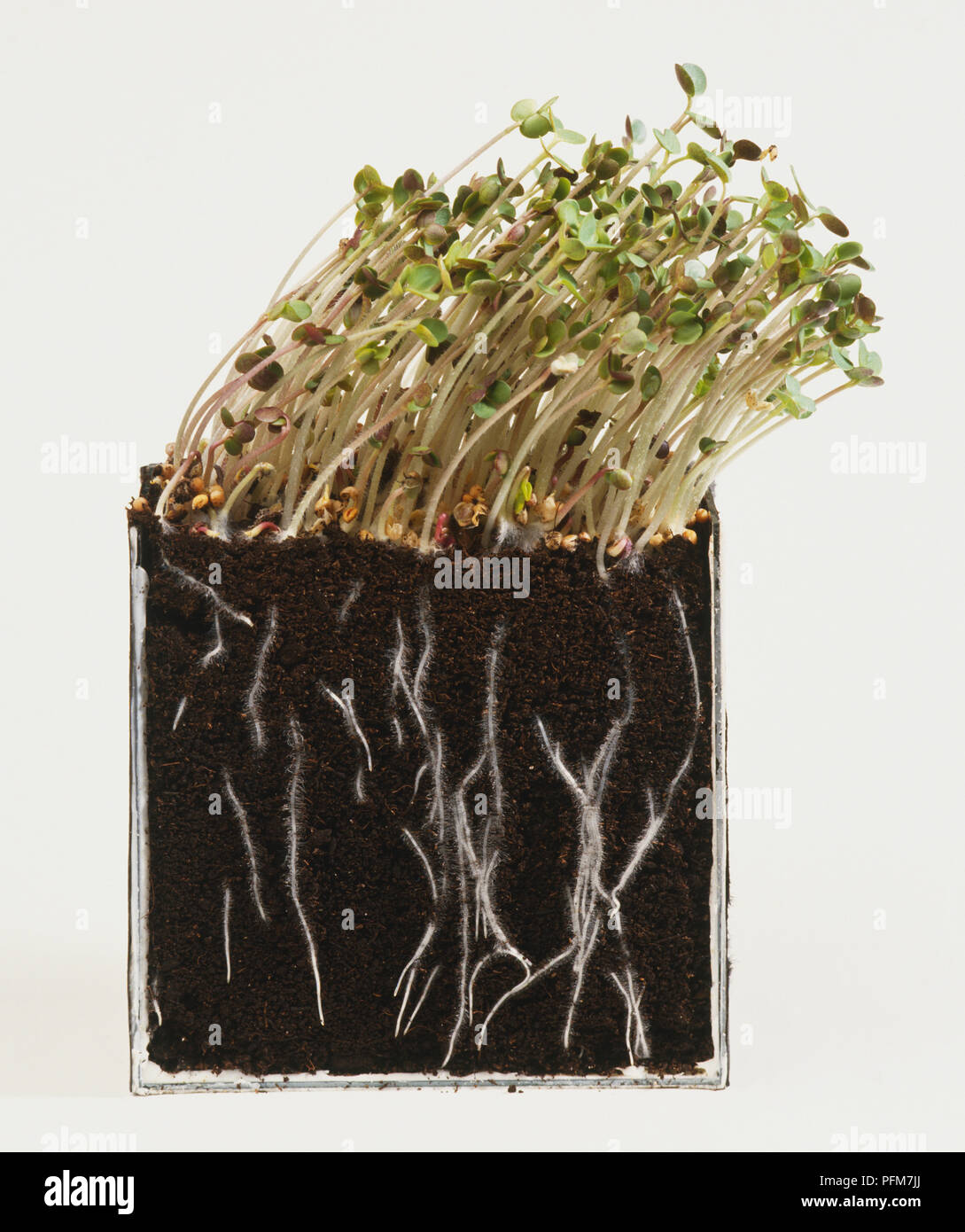 Watercress plant with leaves pointing in one direction and showing ...