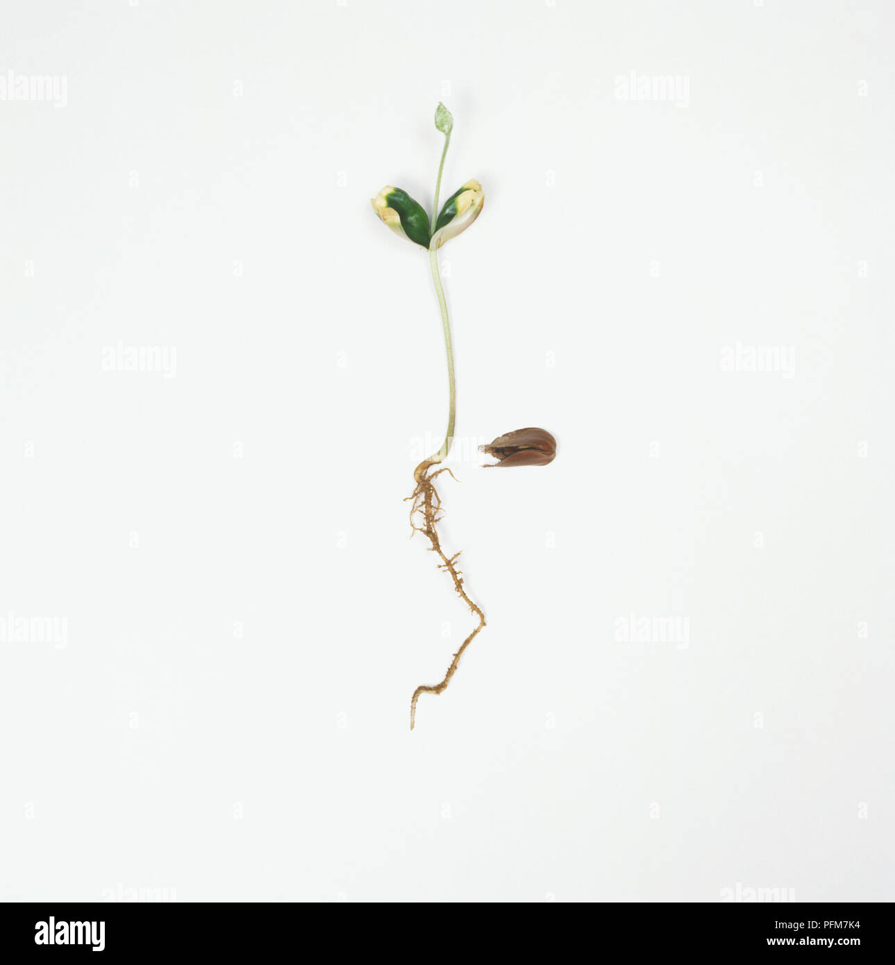 A beech seed after 20 days Stock Photo - Alamy