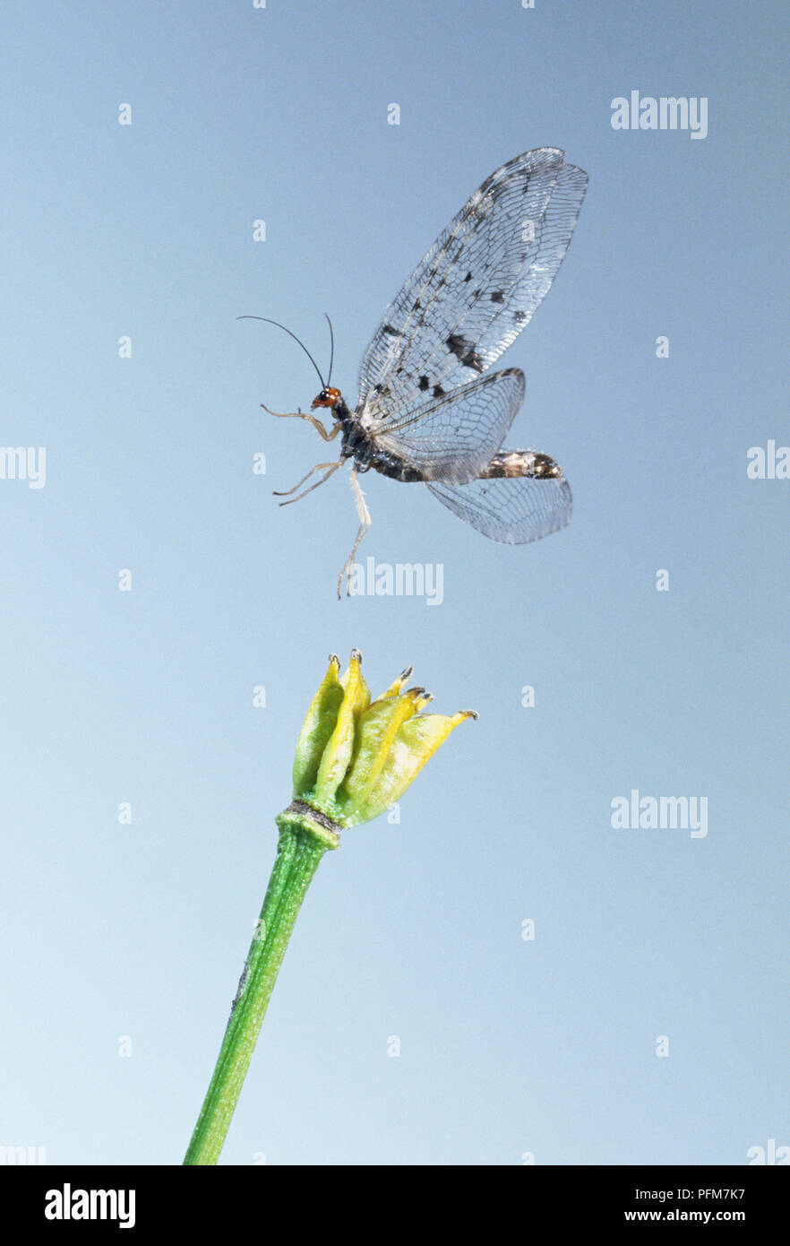 Lacewing (Osmylus fulvicephalus) in mid-air above flower, side view ...