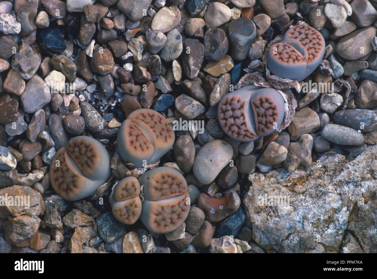 Lithops sp., Living Stones growing among pebbles Stock Photo - Alamy