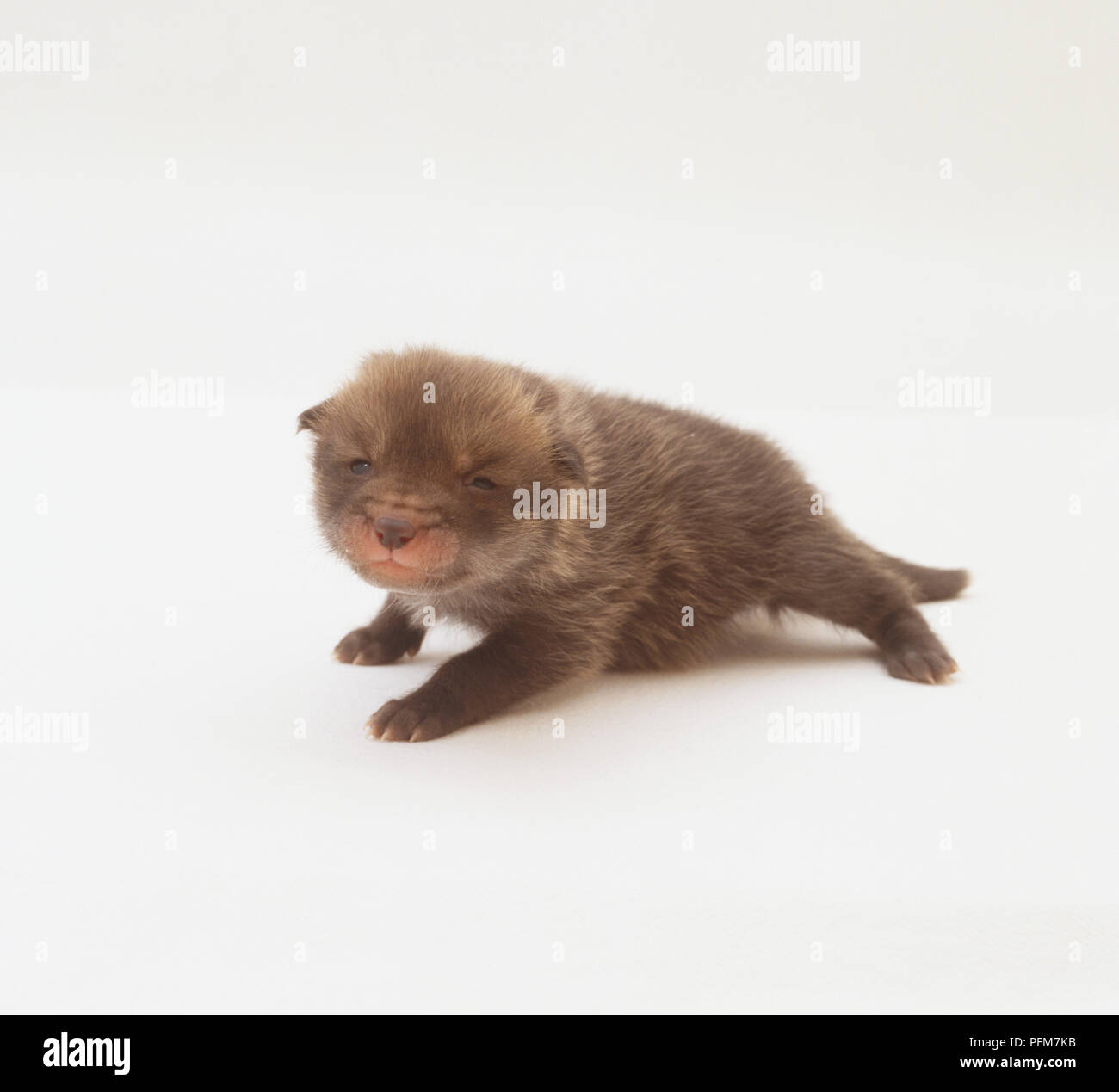 Two week old hi-res stock photography and images - Alamy