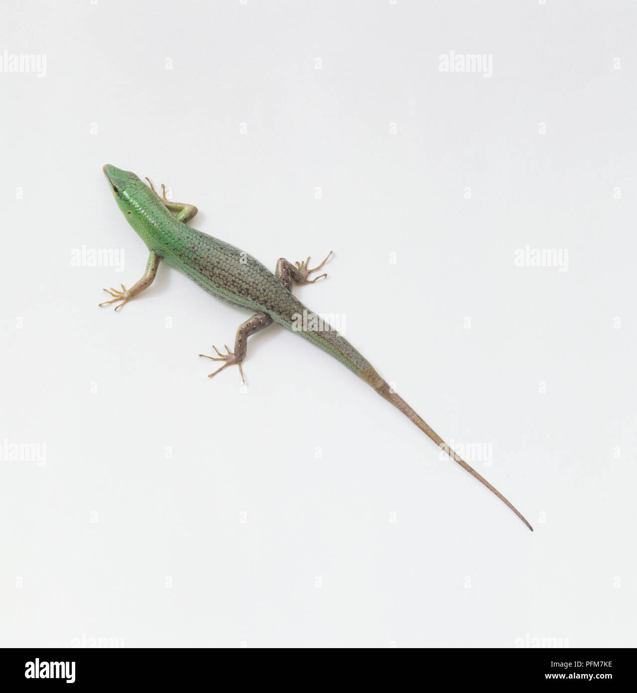 Tree skink (Dasia sp.), view from above Stock Photo - Alamy
