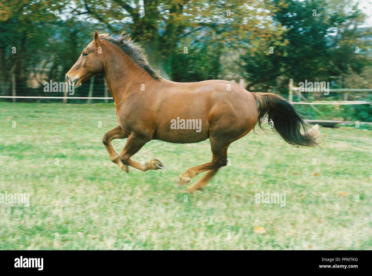 Galloping Horse (Equus caballus Stock Photo - Alamy