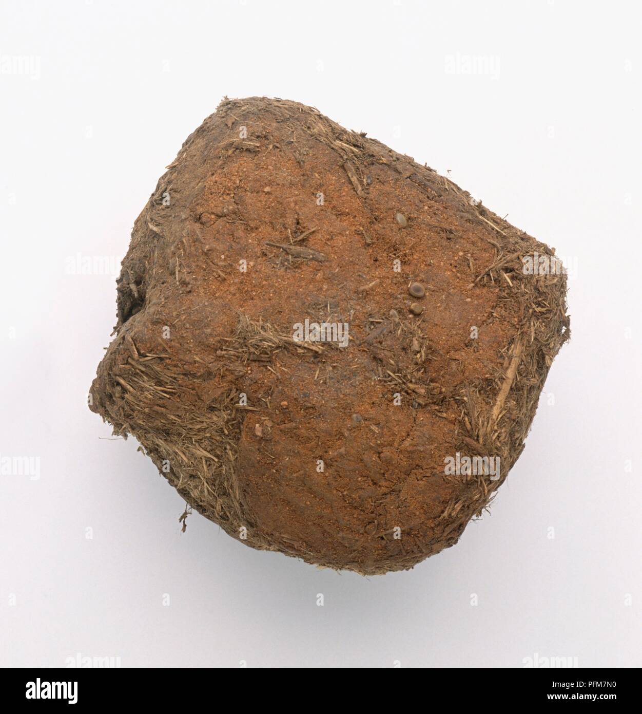 Elephant dung containing acacia seeds Stock Photo - Alamy