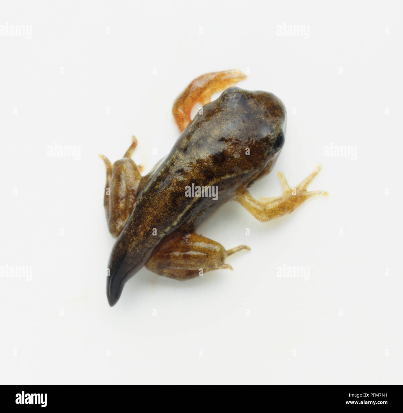 Kingdom animals hi-res stock photography and images - Alamy