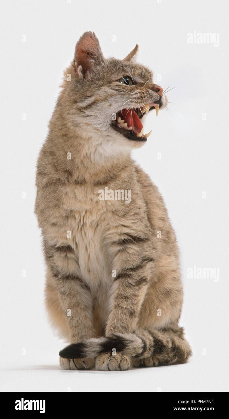 Asiatic wildcat, also known as Indian desert cat (Felis silvestris ...