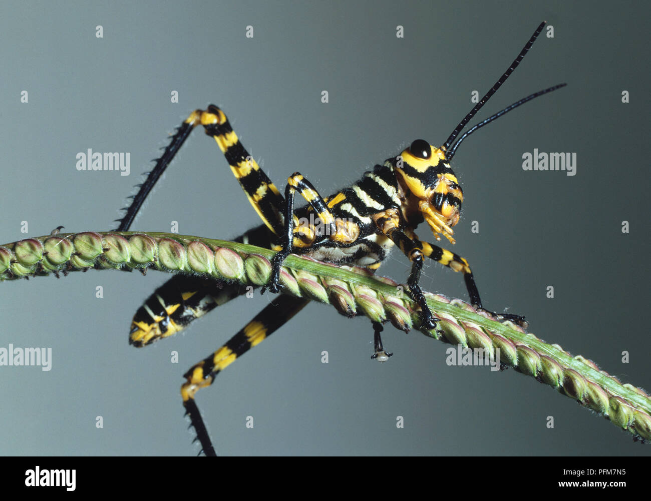 Yellow and Black Grasshopper on a narrow plant stem Stock Photo - Alamy