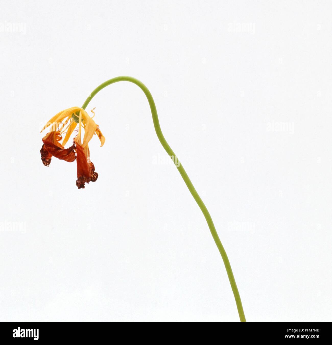 Long stem hi-res stock photography and images - Alamy