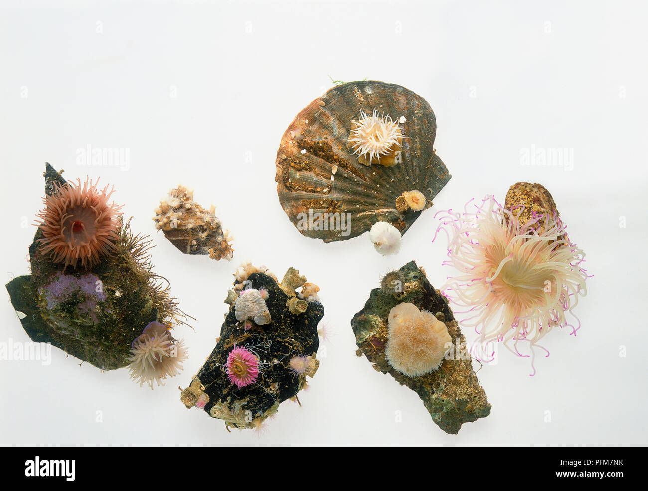 Examples of sea anemones and corals on rocks and shells, including ...