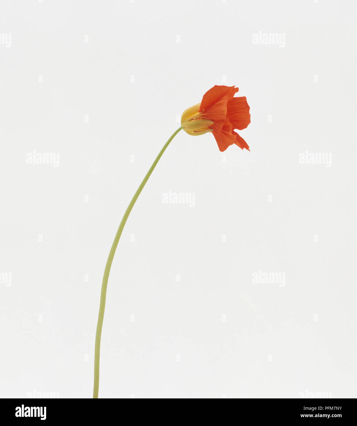 Flower opening sequence hi-res stock photography and images - Alamy