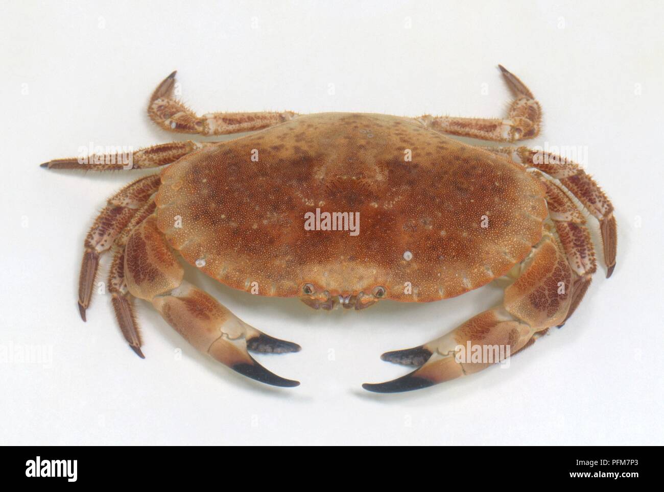 Edible crab (Cancer pagurus), overhead view Stock Photo - Alamy
