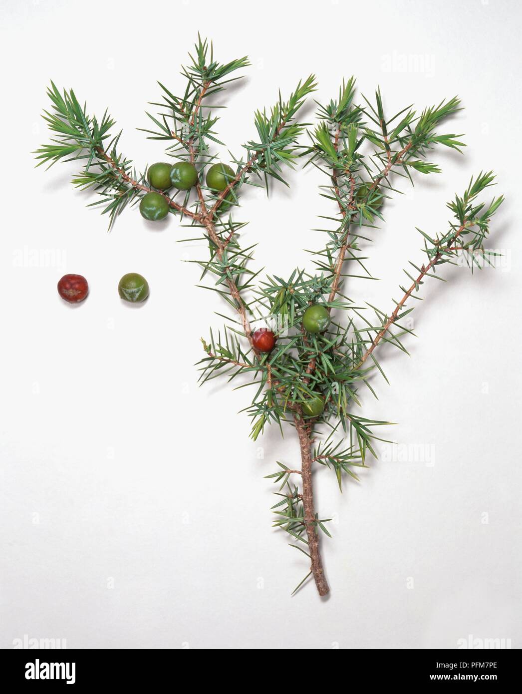 Berry like seed cones hi-res stock photography and images - Alamy