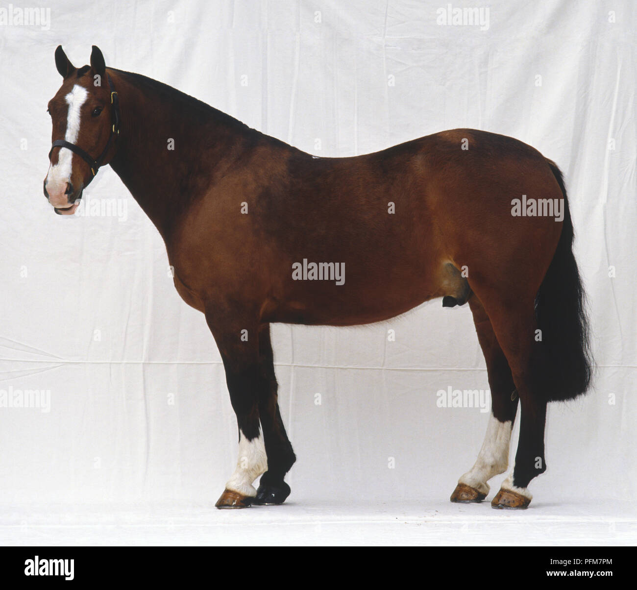 White horse color hi-res stock photography and images - Alamy