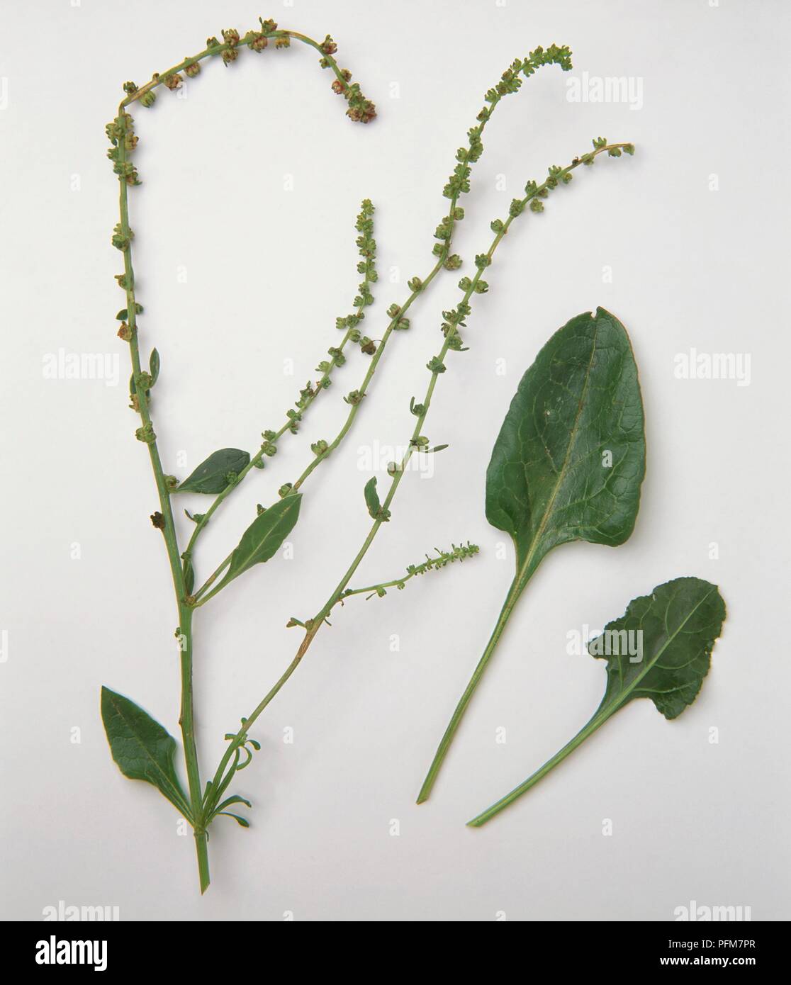 Beta vulgaris (Sea beet), stems with small clusters of fruit, flower ...