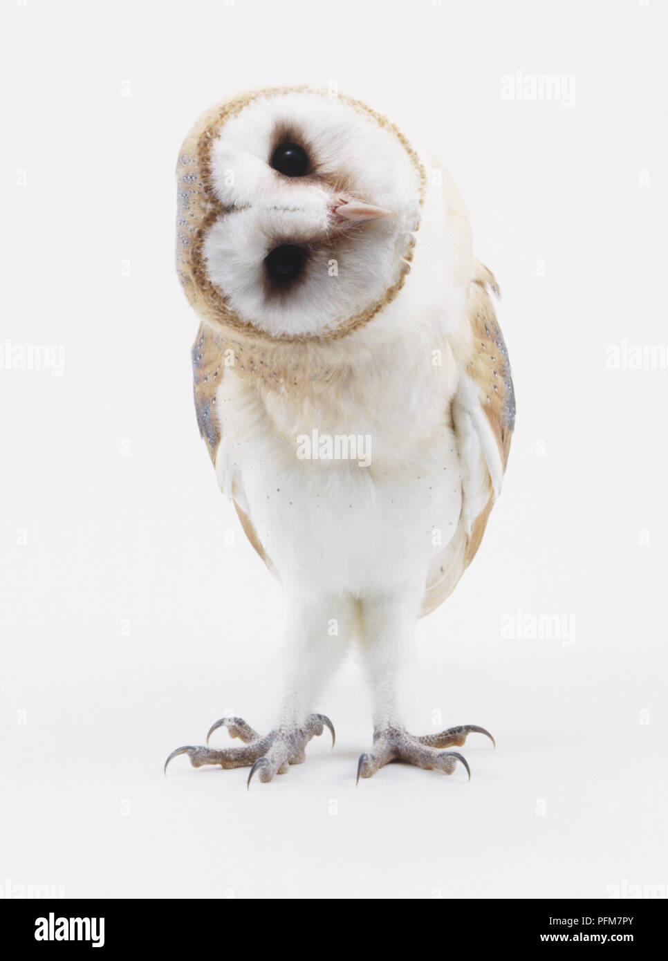Owl turned head hi-res stock photography and images - Alamy