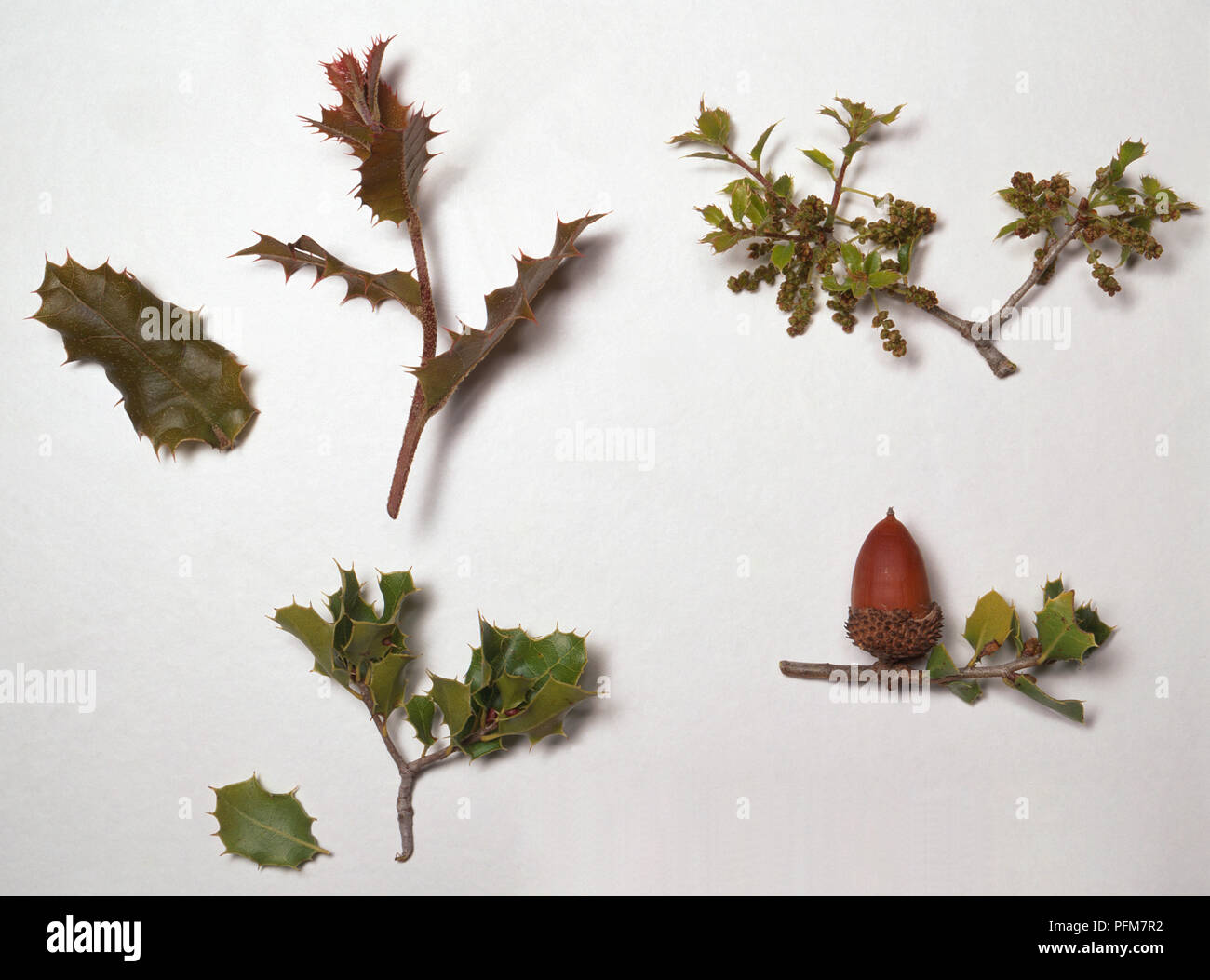 Branch of Kermes Oak , Quercus coccifera, showing hairy stems and ...