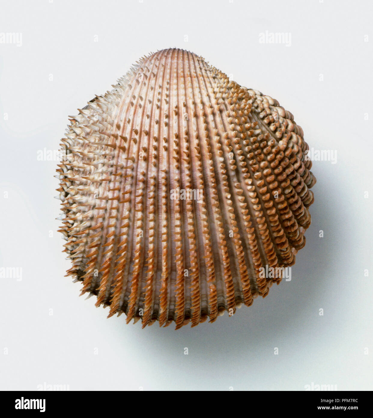 Acanthocardia High Resolution Stock Photography and Images - Alamy
