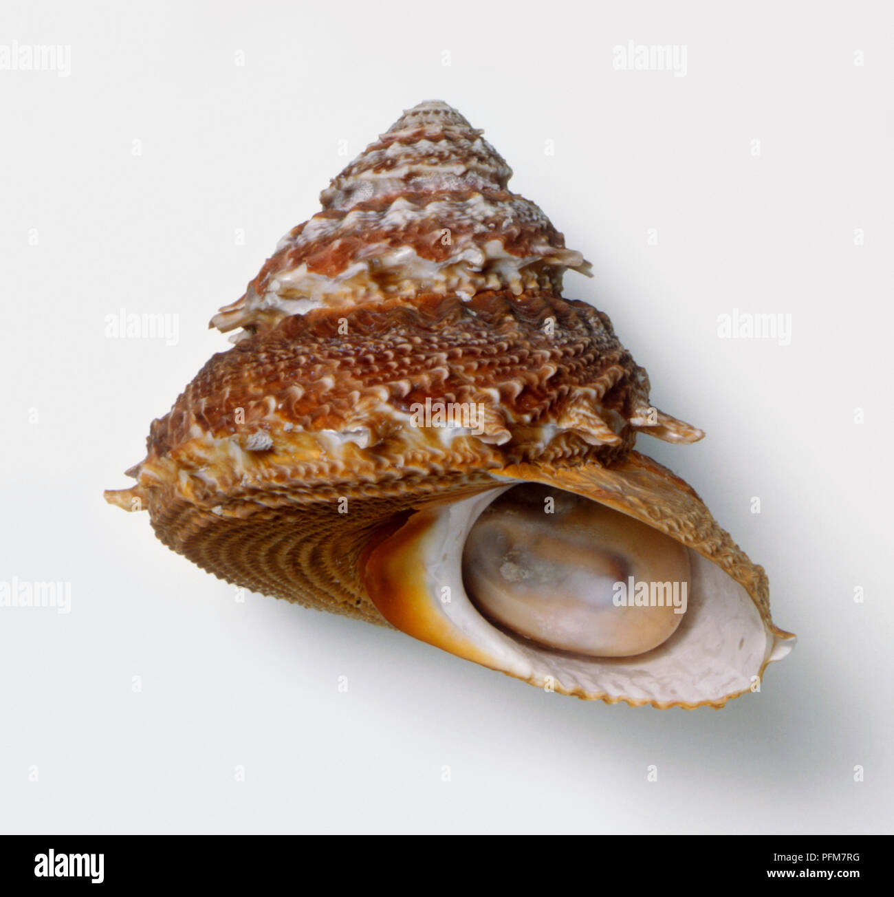 Turbinidae hi-res stock photography and images - Alamy