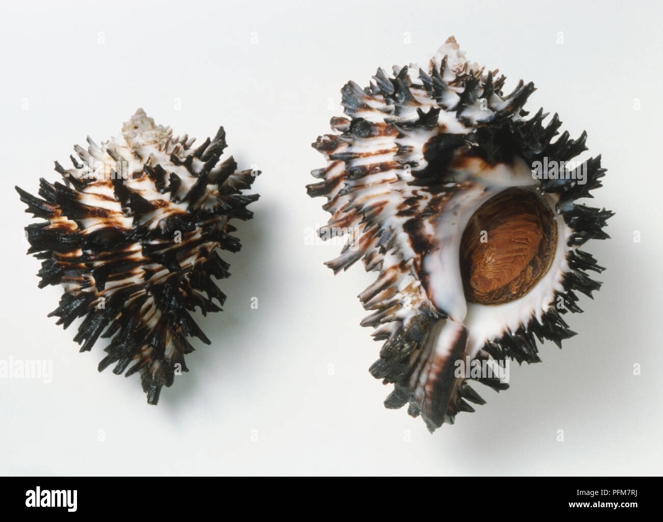 Radix murex hexaplex radix hi-res stock photography and images - Alamy