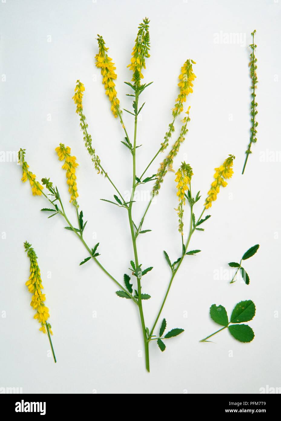 Meliotus officinalis (Ribbed melilot), stems with racemes of yellow ...