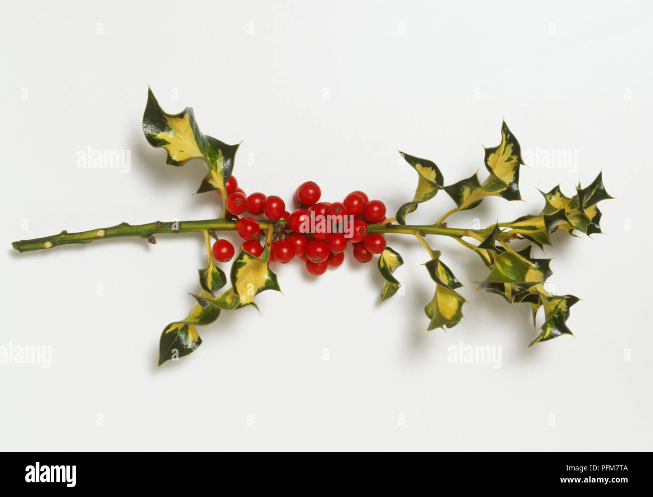 Ilex aquifolium, Common Holly or English Holly or 'Silver Milkmaid ...