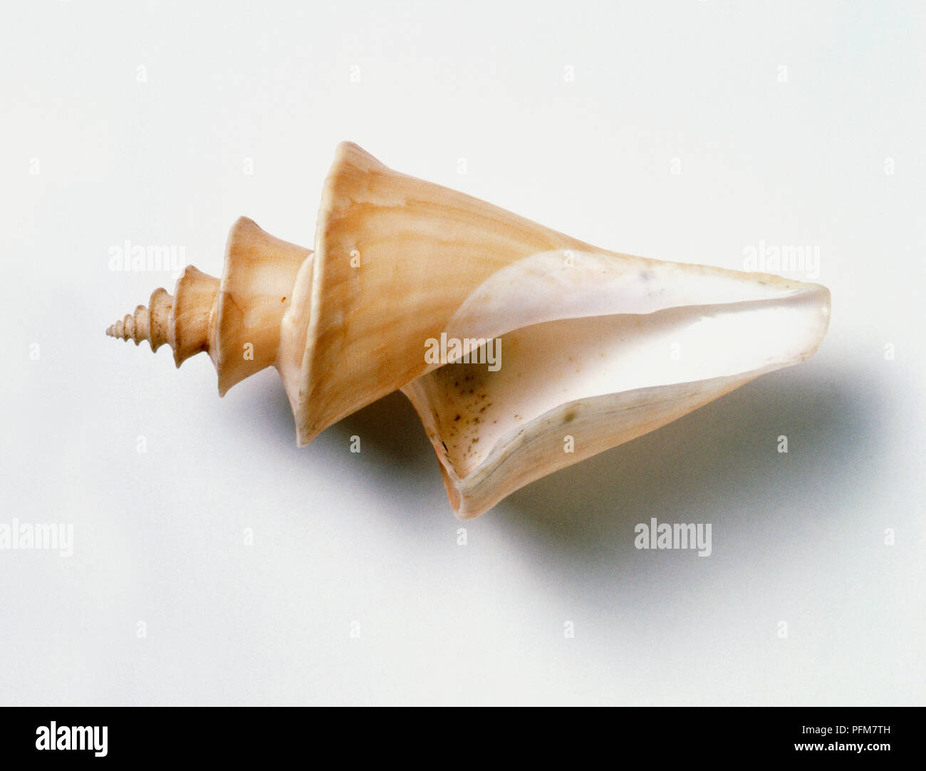 Japanese wonder shell hi-res stock photography and images - Alamy