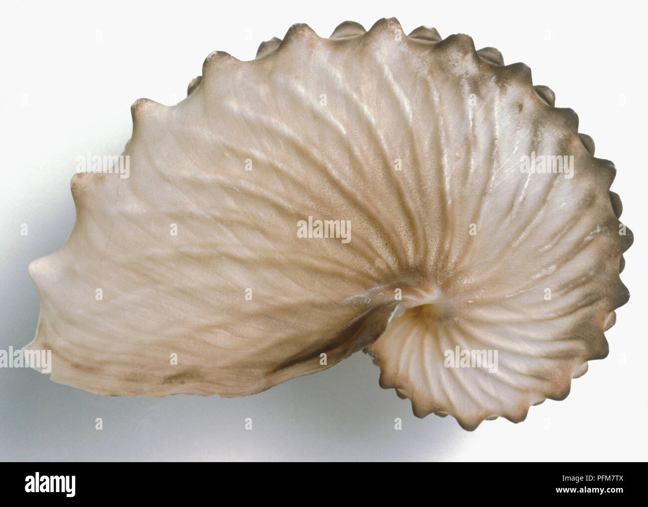 Argonauta hi-res stock photography and images - Alamy