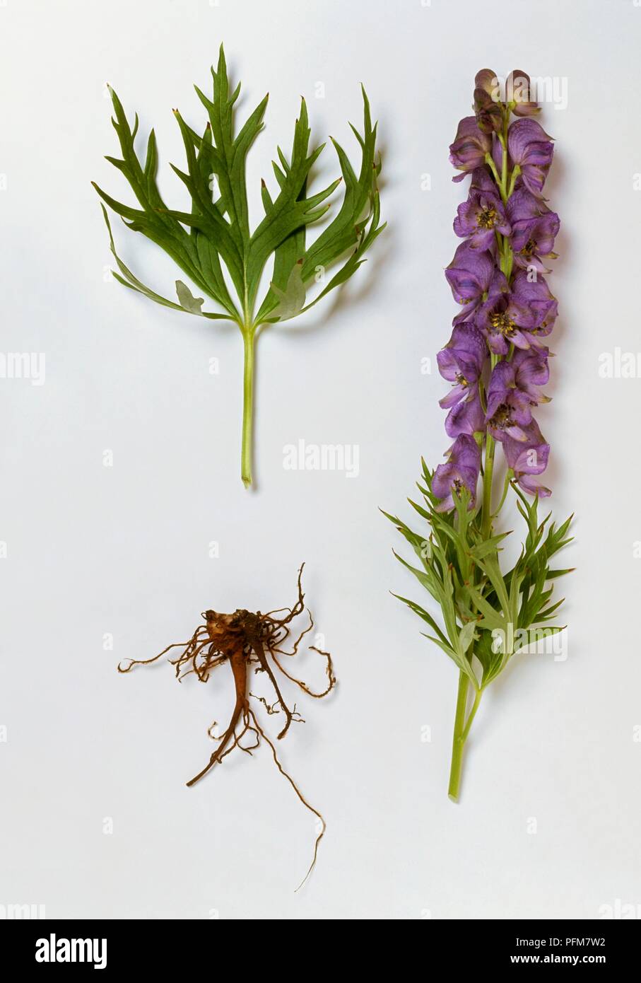 Monkshood root hi-res stock photography and images - Alamy