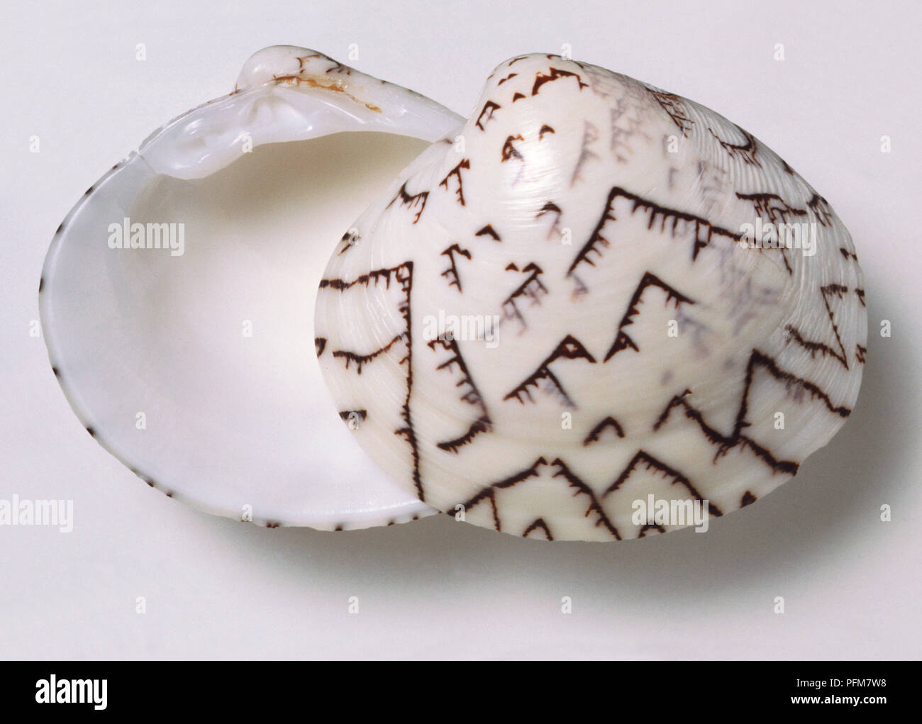 Venus clam shell hi-res stock photography and images - Alamy