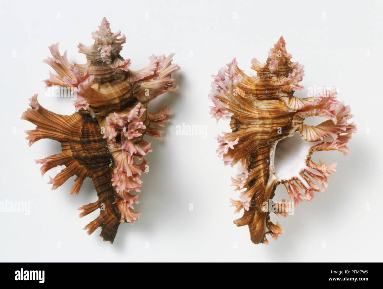 Chicoreus palmarosae, Rose Branch Murex Shell, course petal-like ...