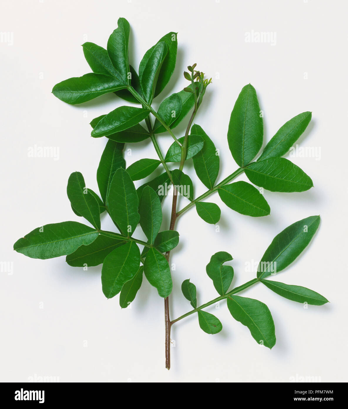 Pistacia lentiscus, Lentis or Mastic leaves Stock Photo - Alamy