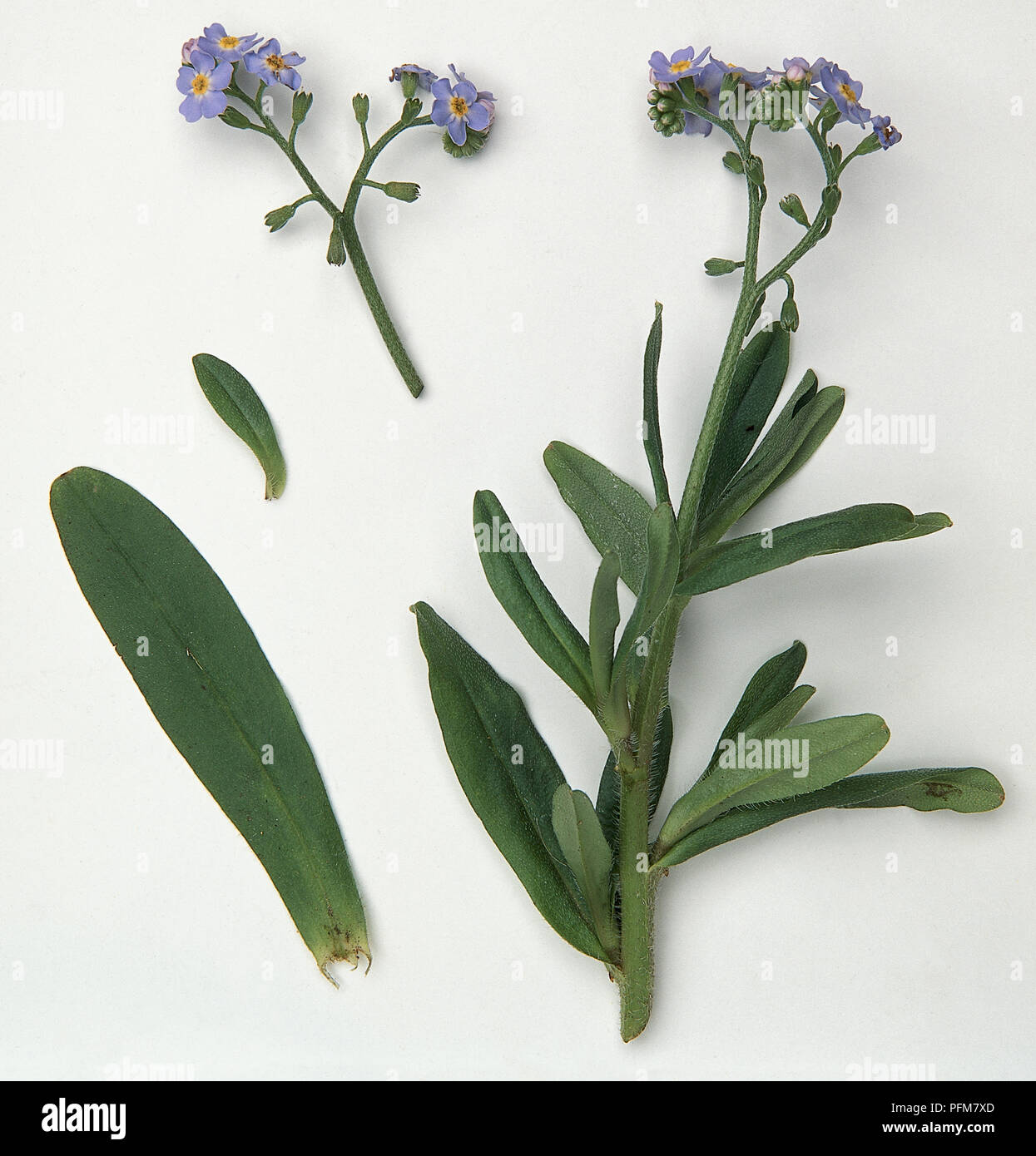 Mounted Perennial, leafy stem with spiralled flower clusters Stock ...