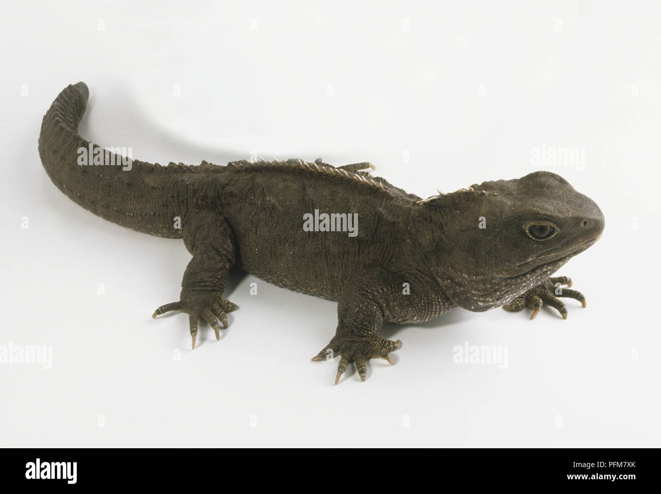 Tuatara (Sphenodon Punctatus), side view Stock Photo - Alamy
