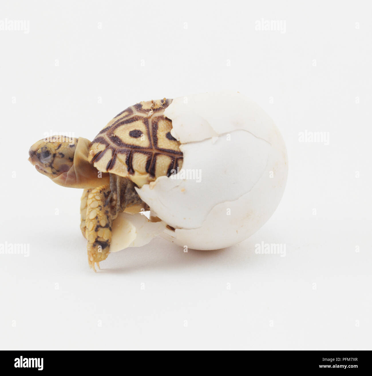 Leopard tortoise hatching hi-res stock photography and images - Alamy