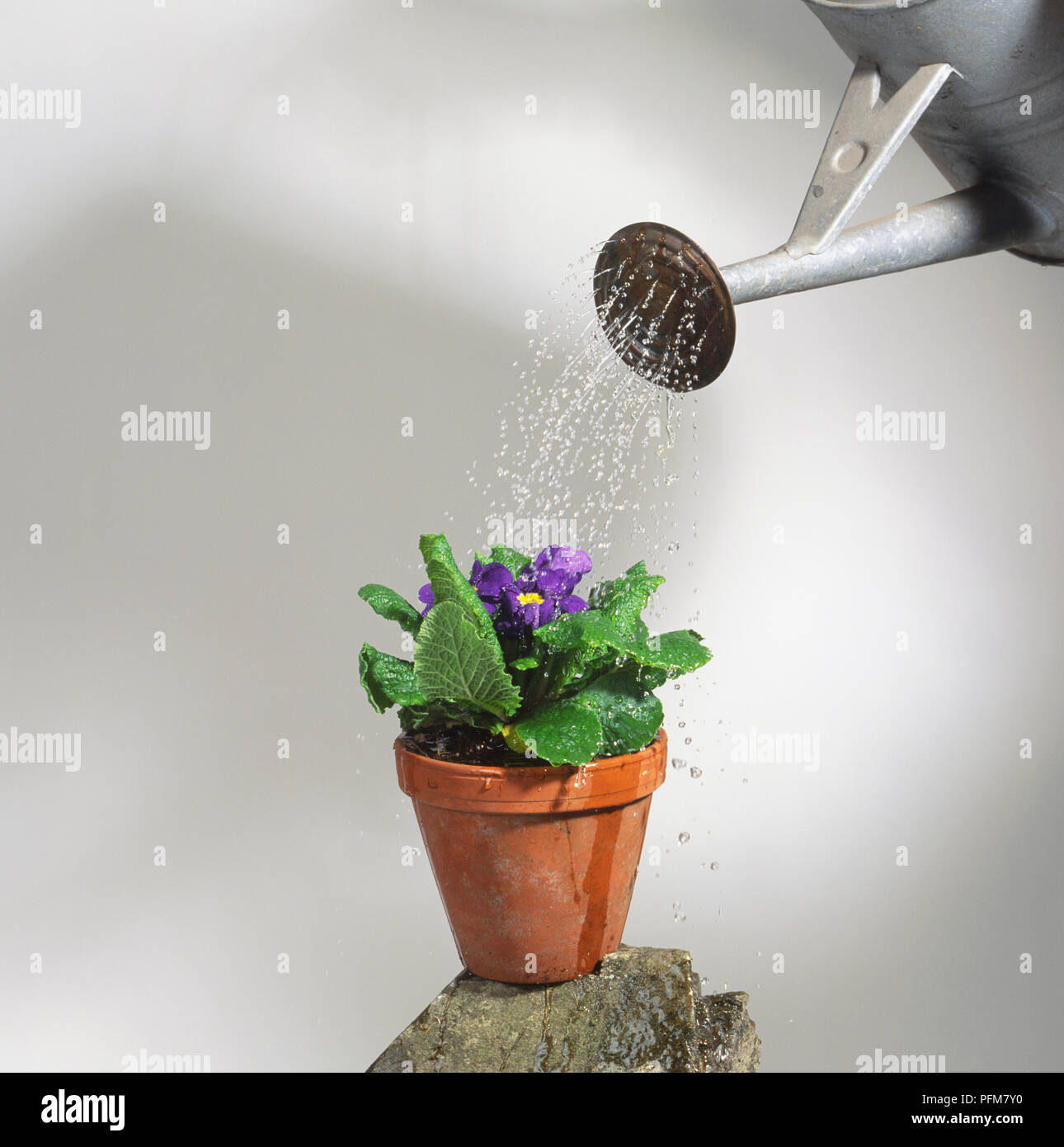 Flowering plant in clay pot being watered with watering can Stock Photo ...