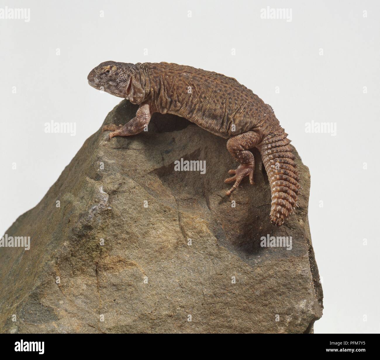 Dab lizard (Uromastyx acanthinurus), a type of spiny-tailed lizard ...