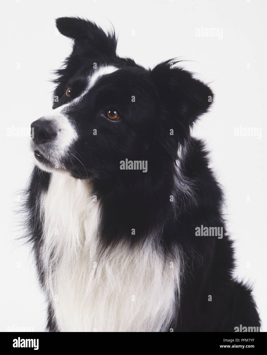 Black and white collie dogs hi-res stock photography and images - Alamy